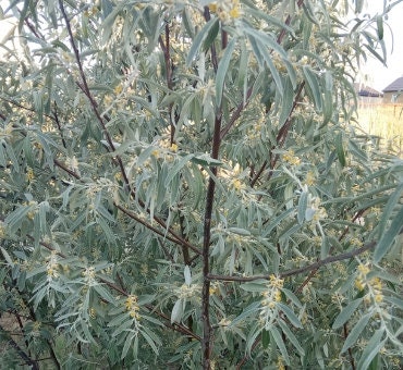 Russian Olive Seeds elaeagnus Angustifolia Tree Seeds - Etsy