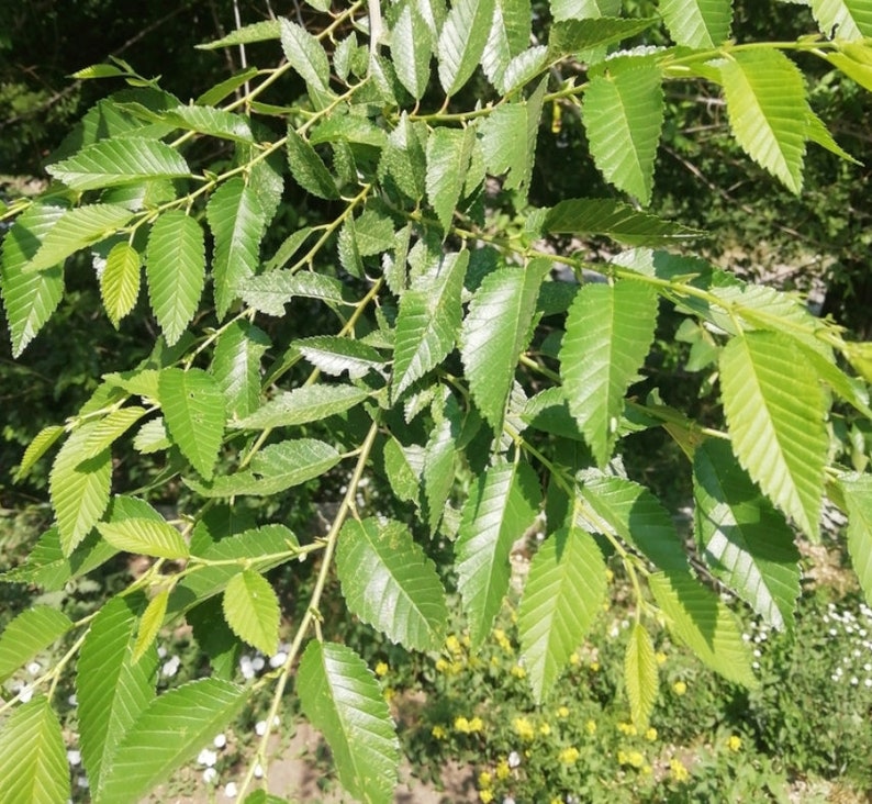 Siberian Elm Seeds ulmus Pumila Tree Seeds Hardiness - Etsy