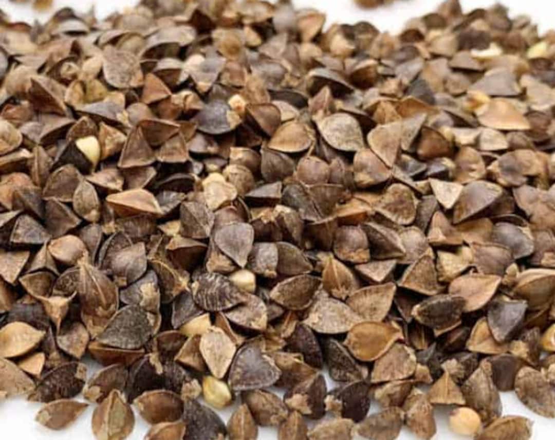 Buckwheat Seeds (fagopyrum Esculentum, Common Buckwheat) - Annual - 10g ...