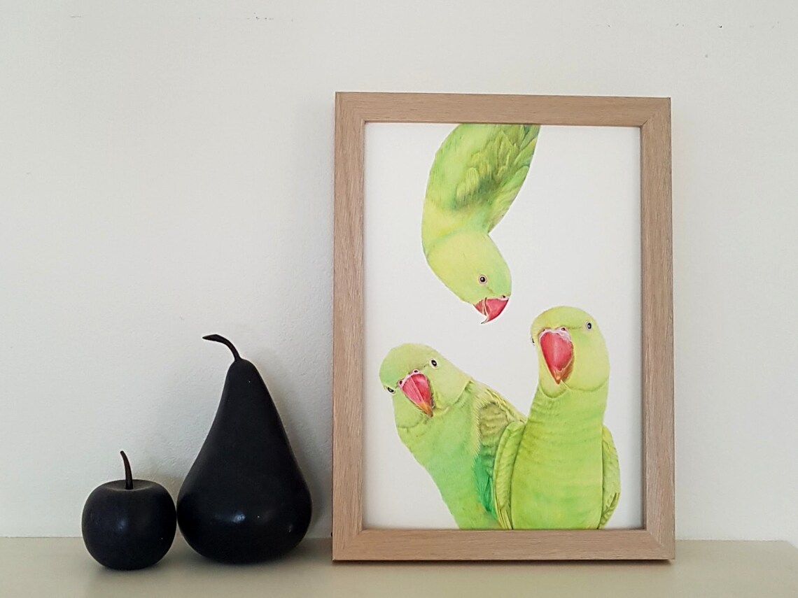 Green Indian Ringneck Parrot Print. Original Hand Drawn Pencil - Etsy ...