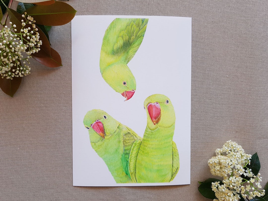 Green Indian Ringneck Parrot Print. Original Hand Drawn Pencil - Etsy ...