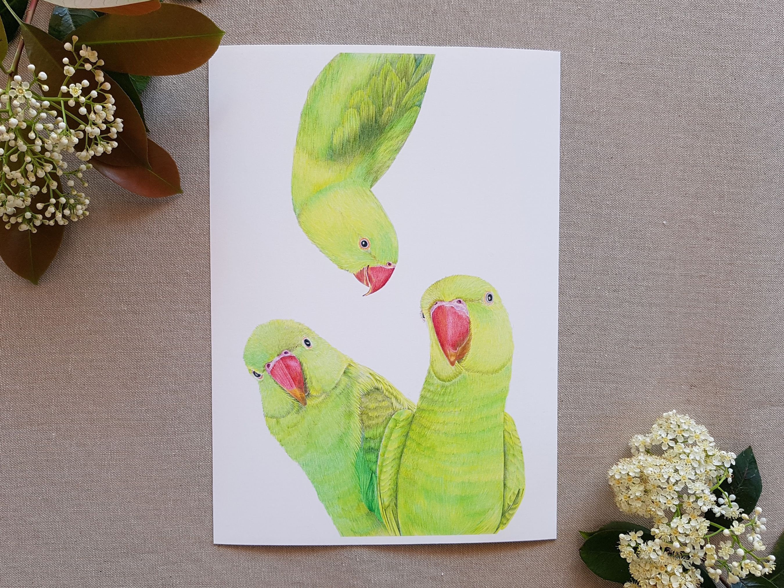 Green Parrot Sketch
