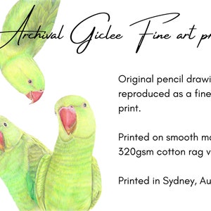 Green Indian Ringneck Parrot Print. Original Hand Drawn Pencil ...