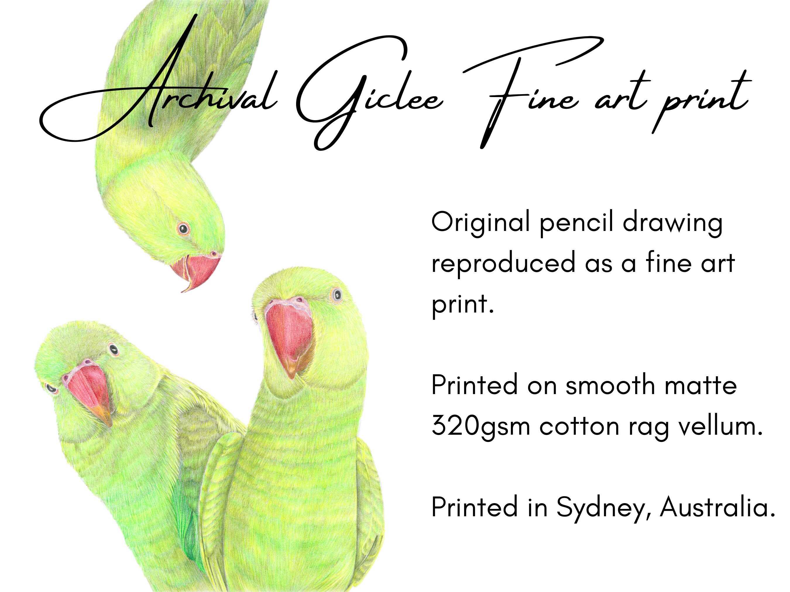 Green Indian Ringneck Parrot Print. Original Hand Drawn Pencil - Etsy ...