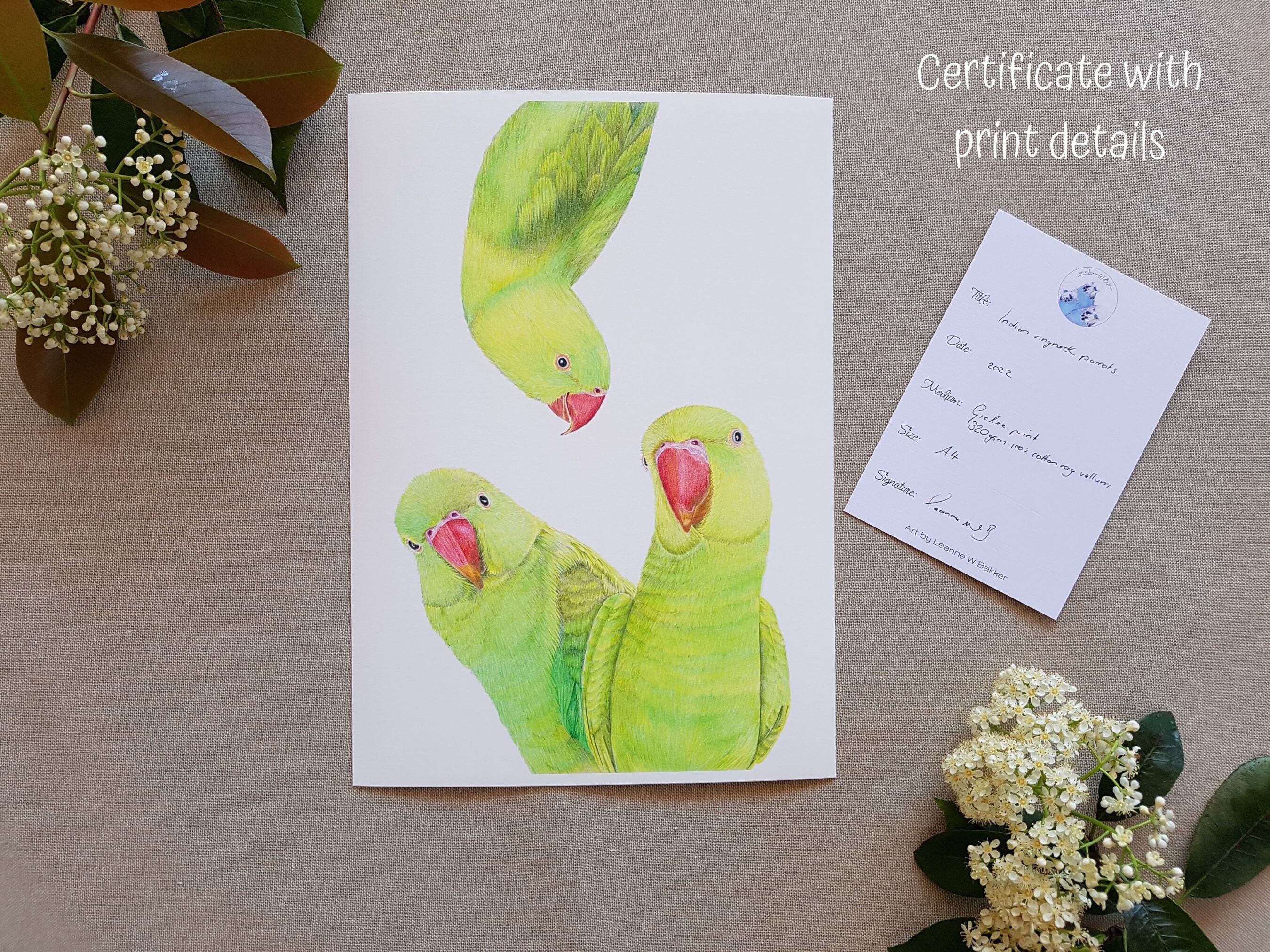 Green Indian Ringneck Parrot Print. Original Hand Drawn Pencil - Etsy ...