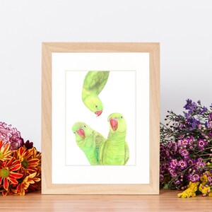Green Indian Ringneck Parrot Print. Original Hand Drawn Pencil - Etsy ...