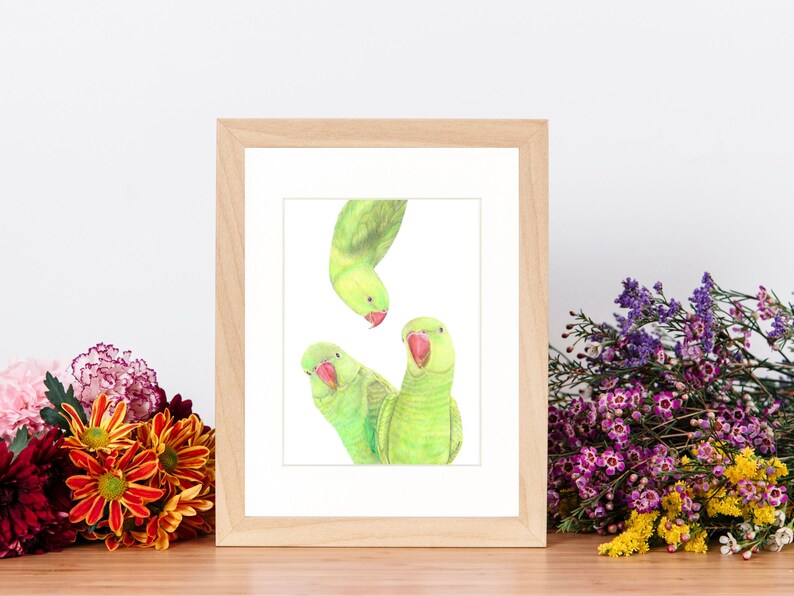 Green Indian Ringneck Parrot Print. Original Hand Drawn Pencil - Etsy ...