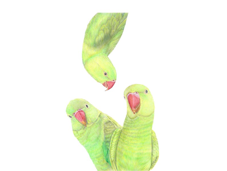 Green Indian Ringneck Parrot Print. Original Hand Drawn Pencil - Etsy ...