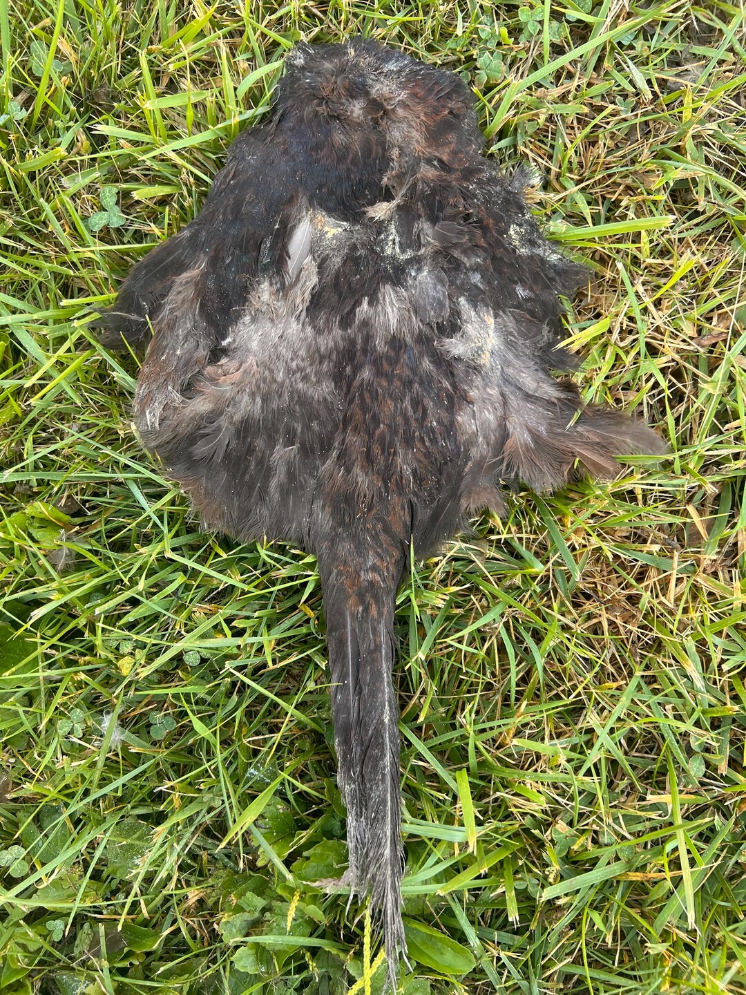 Ringneck Pheasant Hen Mutant Pelt for Fly Tying and Crafts - Etsy