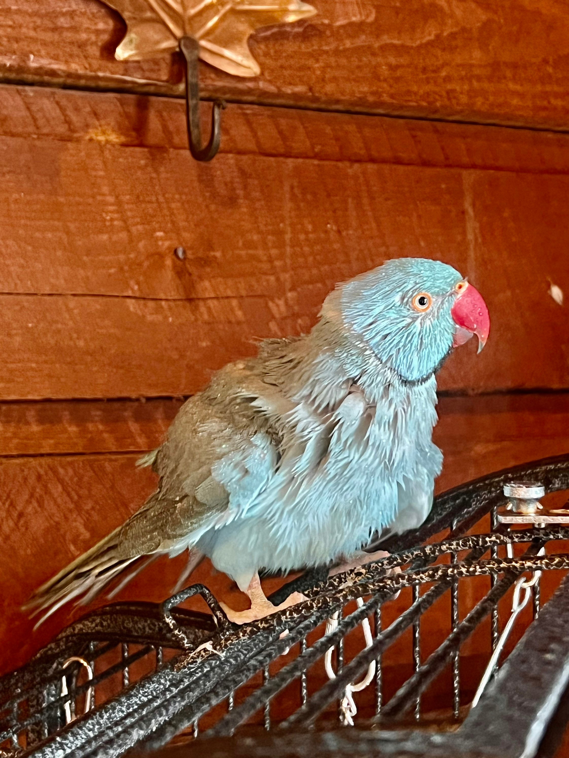 Blue Indian Ringneck