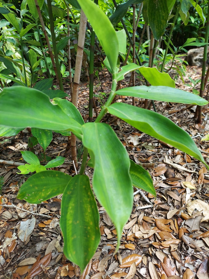 LIVE PLANT FREE Shipping Spiral Ginger 2 Costus Scaber C Spicata Orange ...