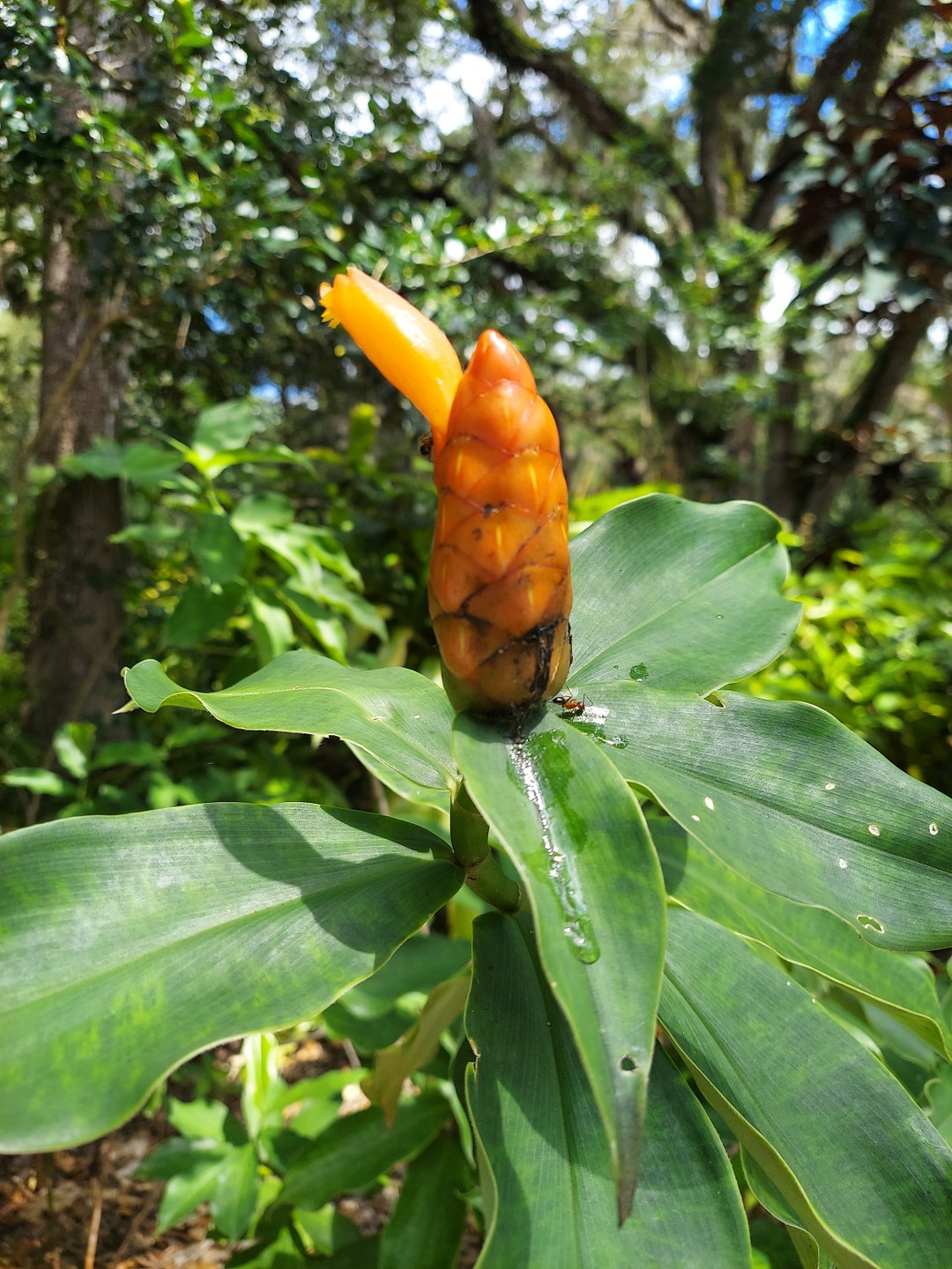 LIVE PLANT FREE Shipping Spiral Ginger 2 Costus Scaber C Spicata Orange ...