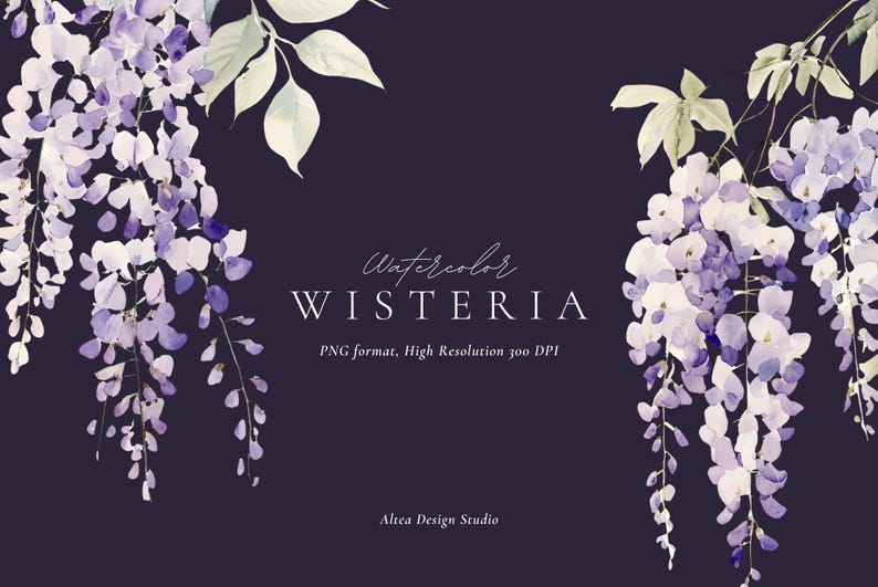 Watercolor Wisteria Clipart, Spring Floral PNG (digital Download) - Etsy
