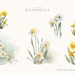 Daffodil Watercolor Clipart: Spring Flower Illustrations (digital ...
