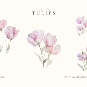 Watercolor Tulips Clipart, Tulipas Clipart, Wedding Invitation Clipart ...