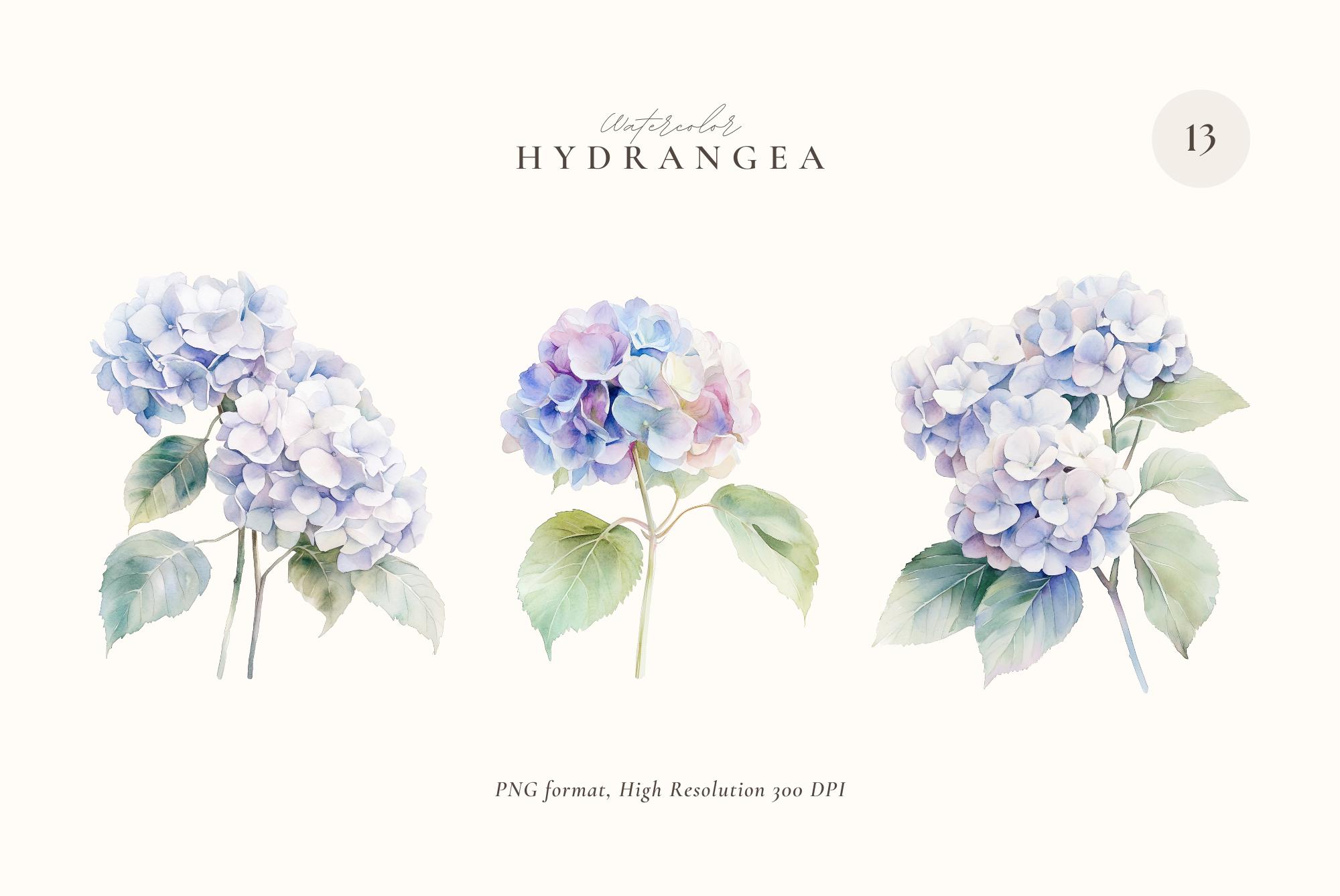 Watercolor Hydrangea Clipart: Floral Spring PNG (digital Download) - Etsy