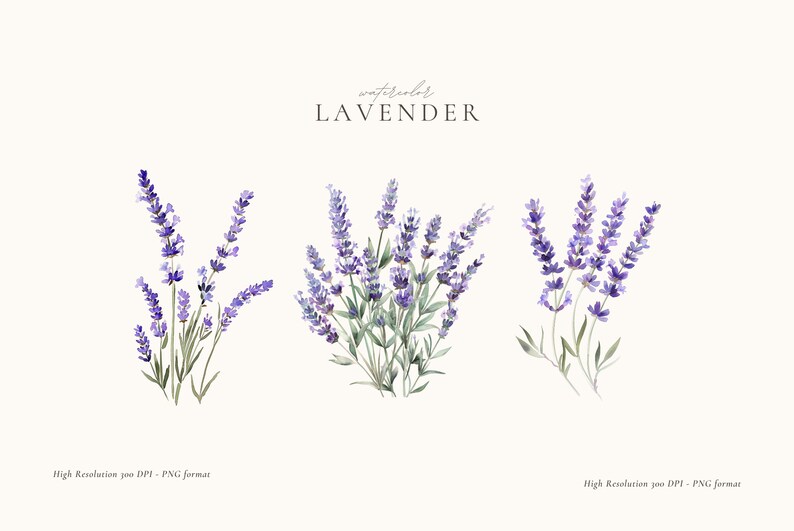 Lavender Watercolor Clipart Set: Bouquets & Wreaths (PNG Digital ...