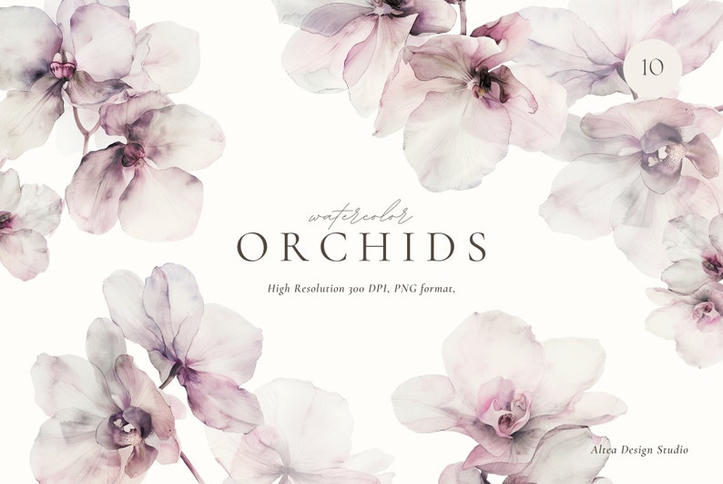 Watercolor Orchid Clipart: Transparent Floral Illustrations (digital ...