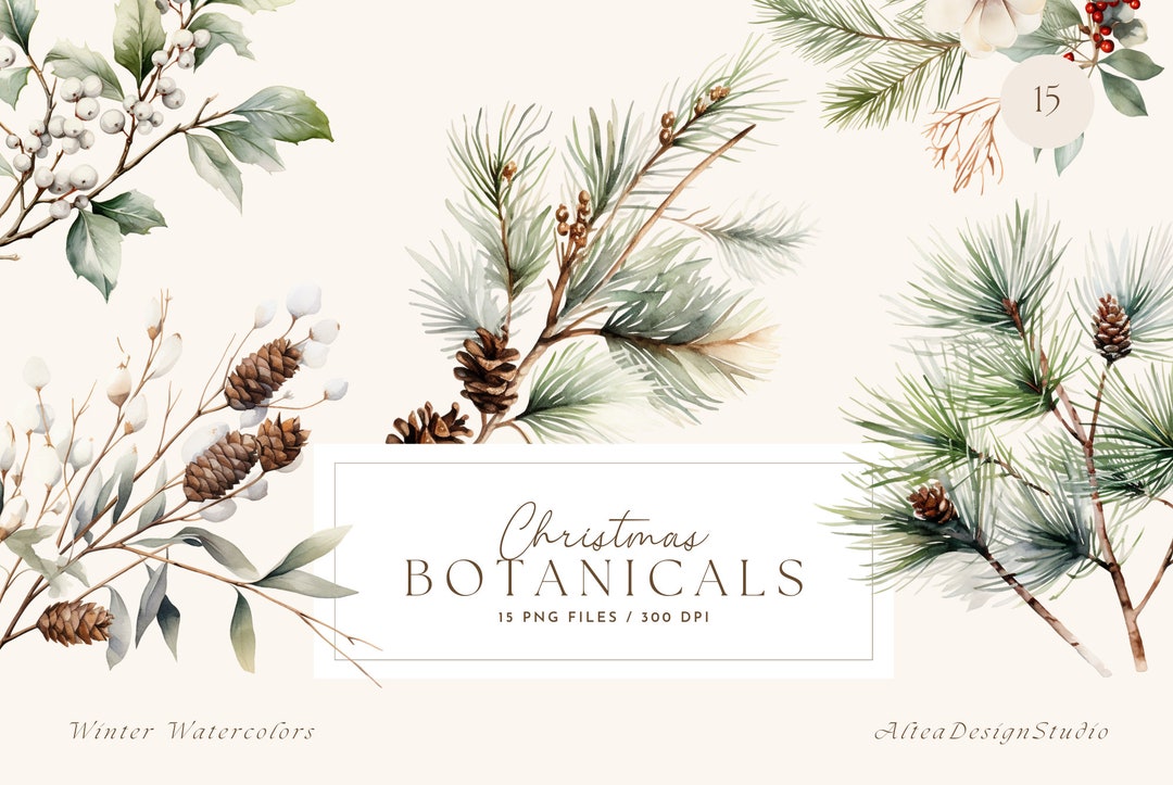 Watercolor Winter Clipart, Winter Botanicals, Pine Branch Clipart ...
