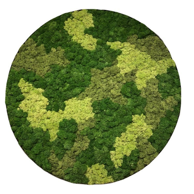 Moss Art - Round Moss Picture With Lichen - Etsy