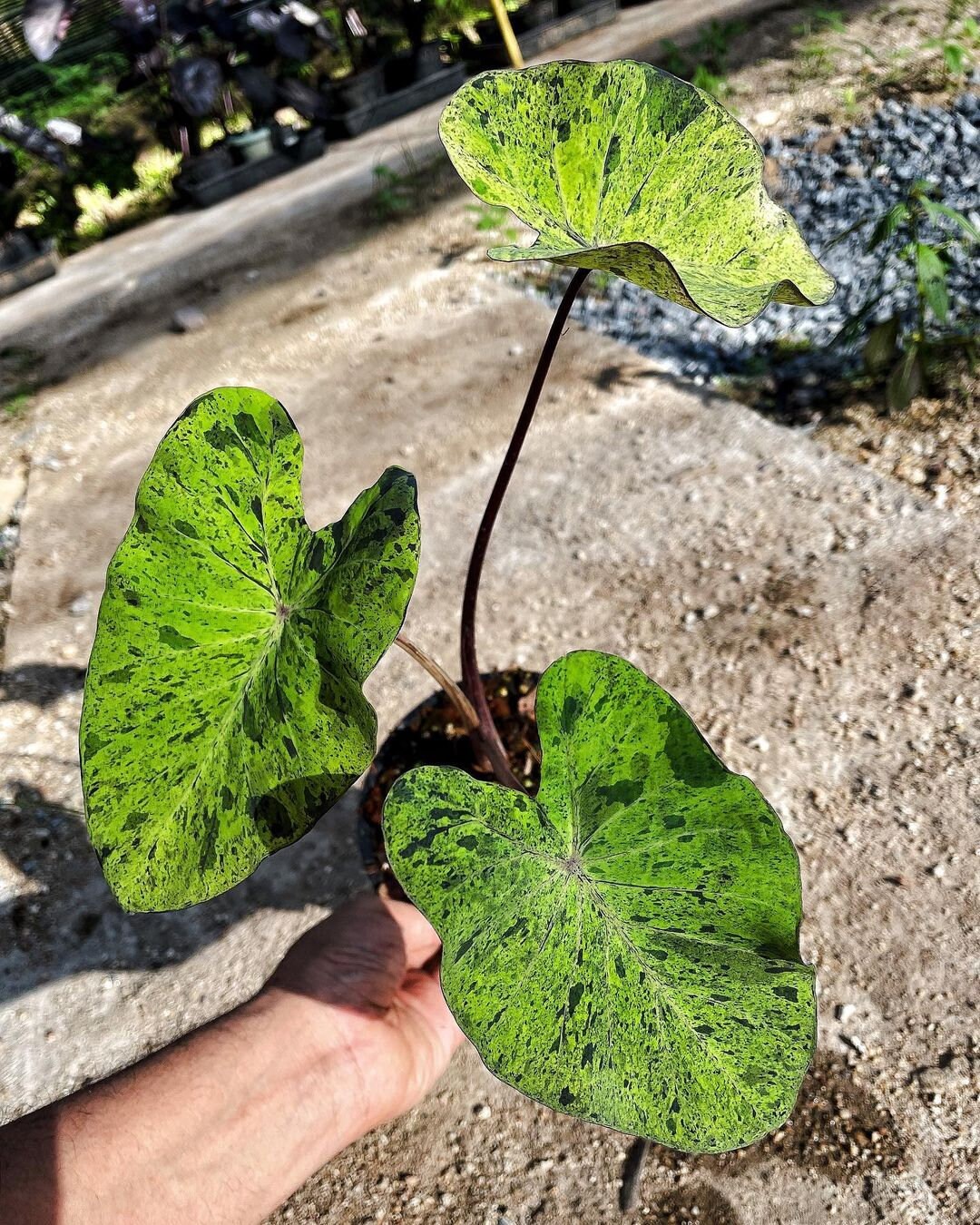 COLOCASIA Esculenta MOJITO Colocasia Mojito Variegated Plants With ...