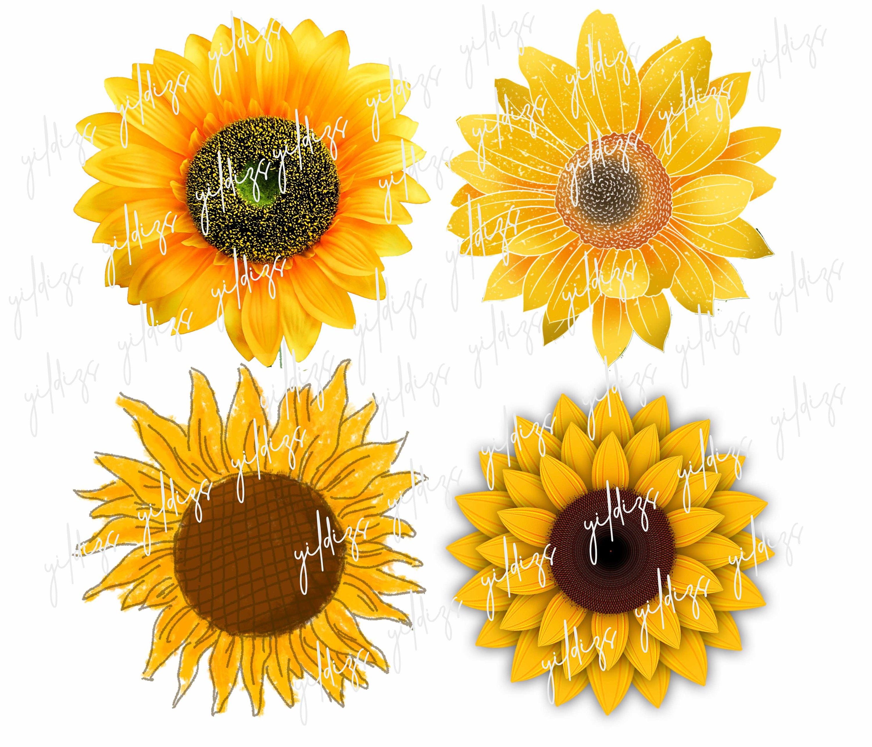 Sunflower Background Png Sublimation Design,sunflower Png, Hand Drawn ...