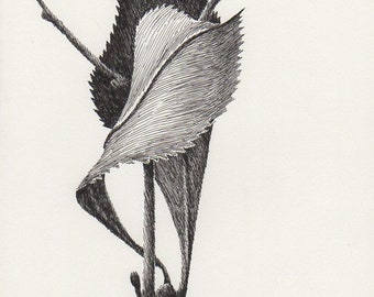 Ink Drawings Of Leaves