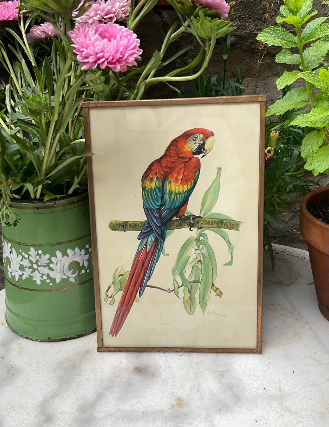 Vintage French Bird Print of a Parrot - Etsy