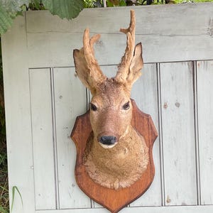 Superb Vintage French Taxidermy Deer Head With Antlers on Wood Mount - Etsy