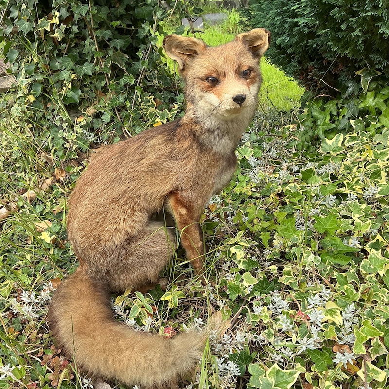 Taxadermy Foxes - Etsy UK