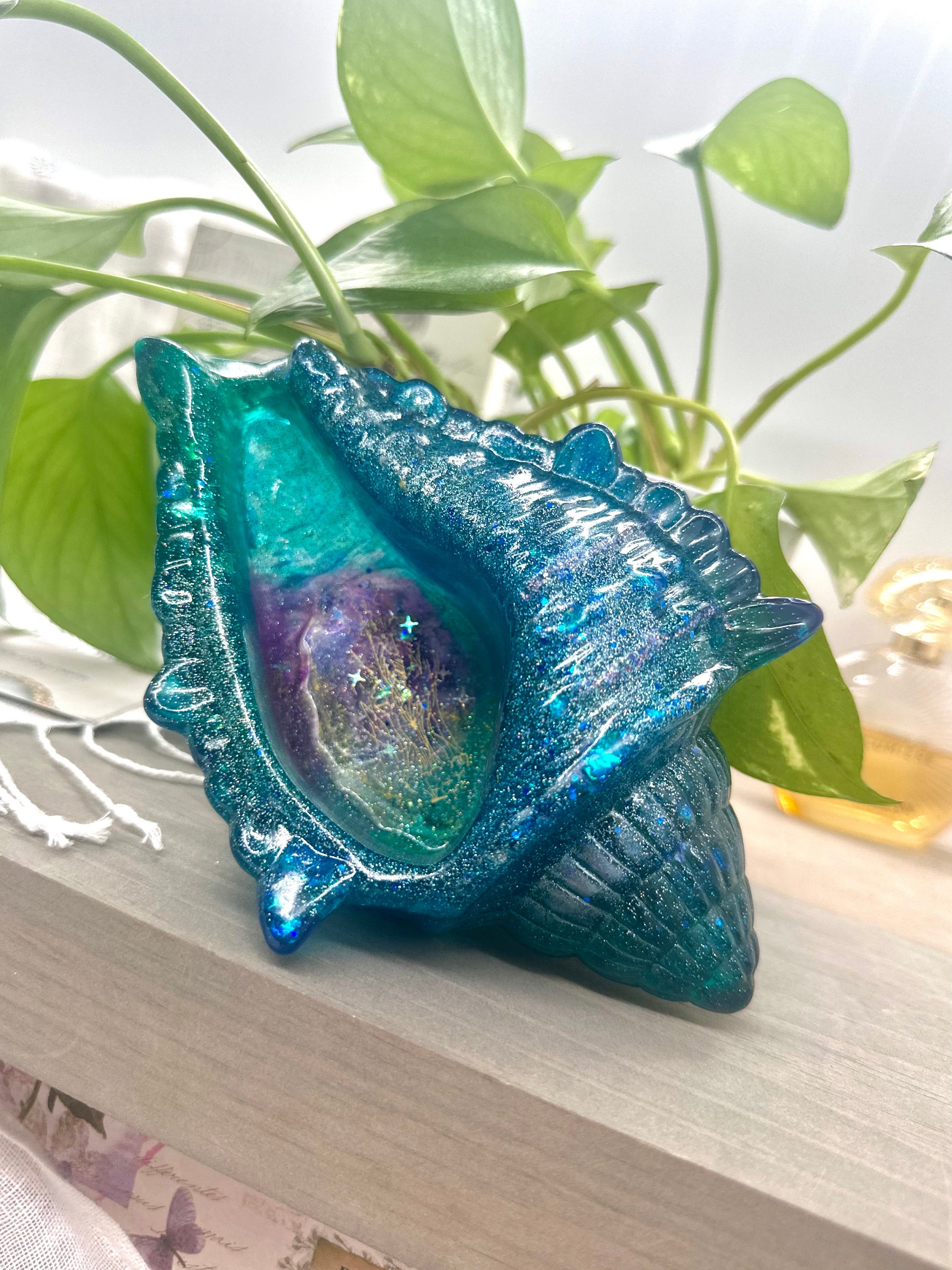 Extra Large Seashell - Etsy