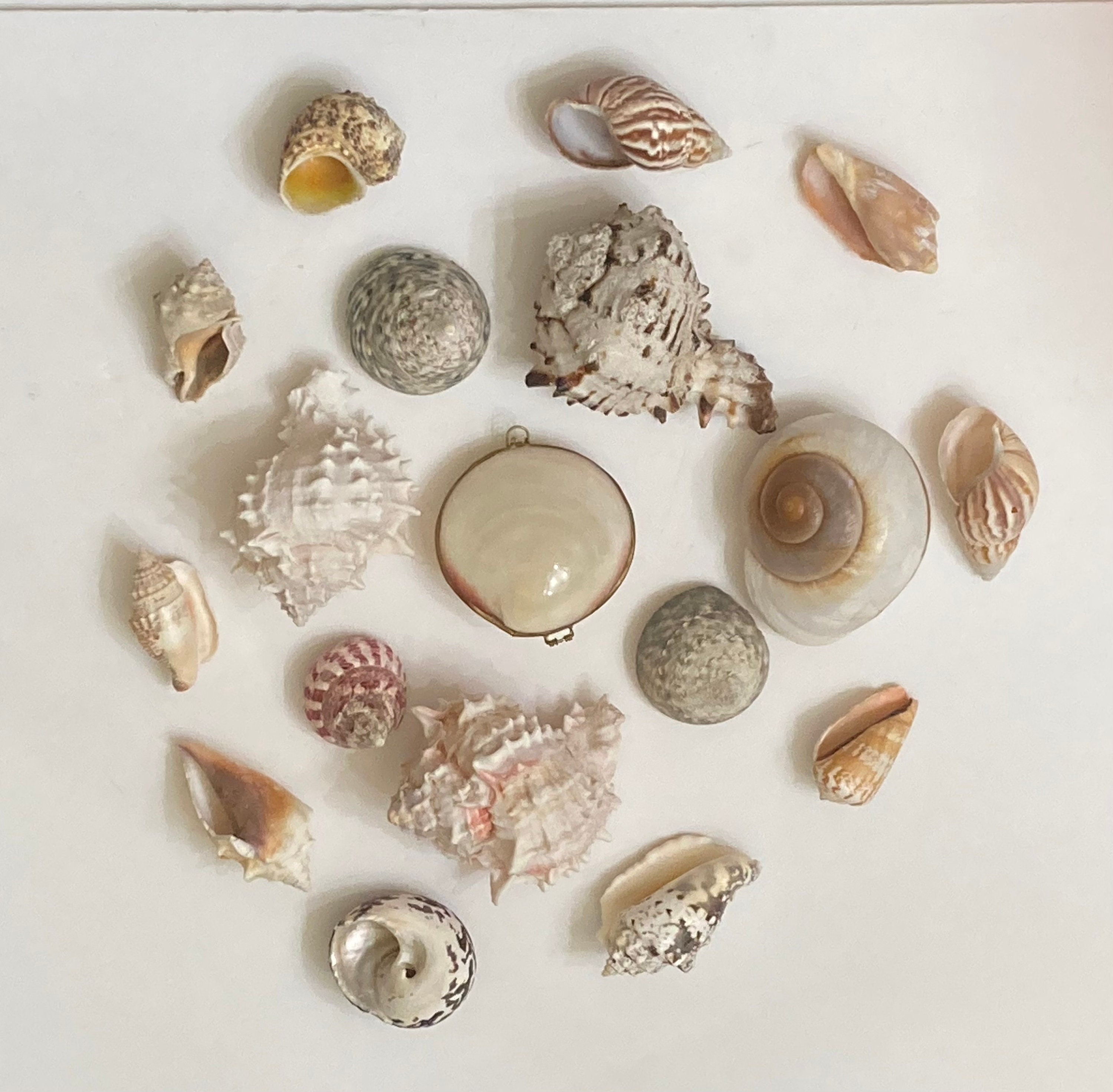 Vintage & Unique Natural Sea Shell Powder Compact With - Etsy