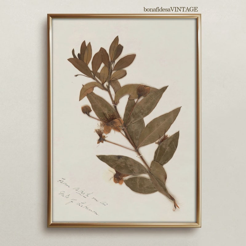 Herbarium Frame - Etsy