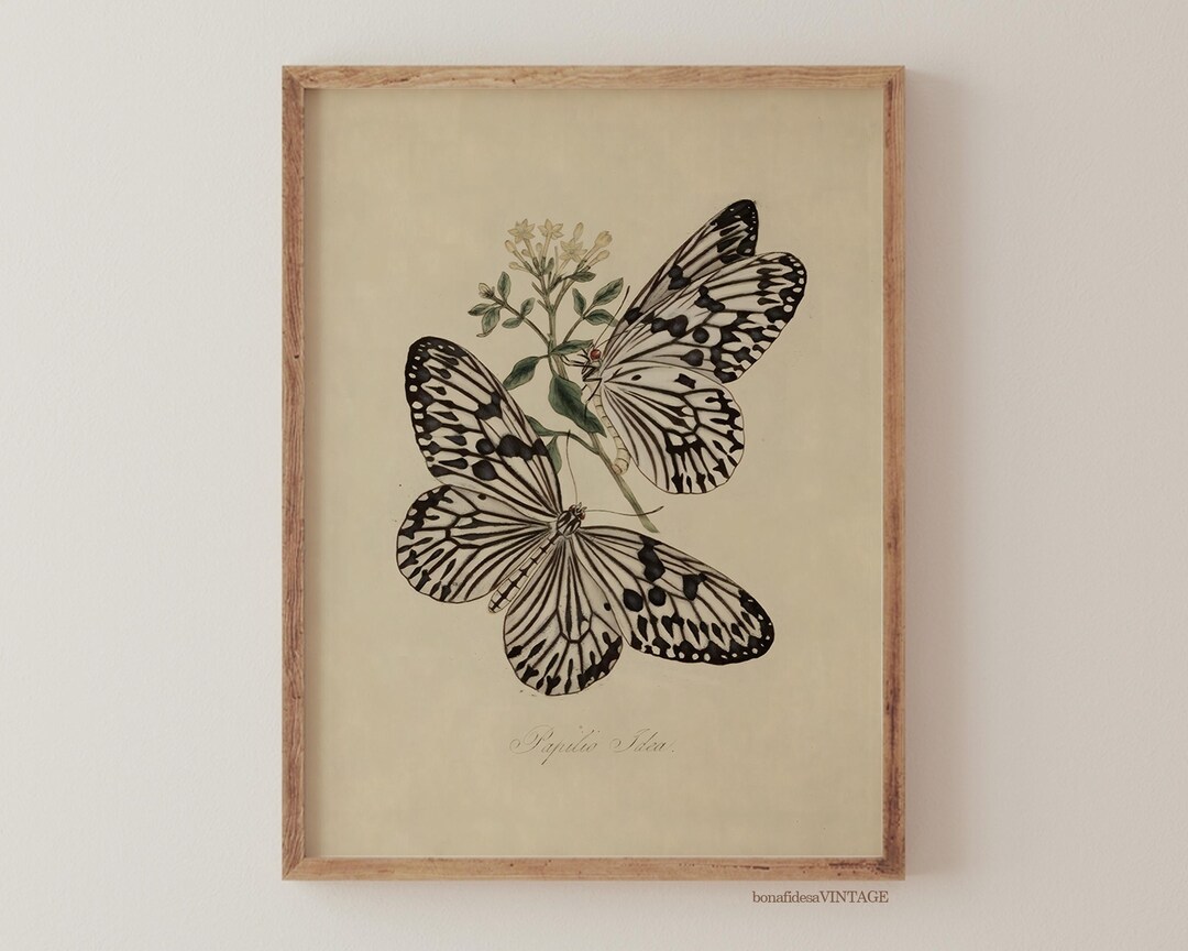 Vintage Butterfly Print - Papilio Idea Illustration, Botanical Natural ...