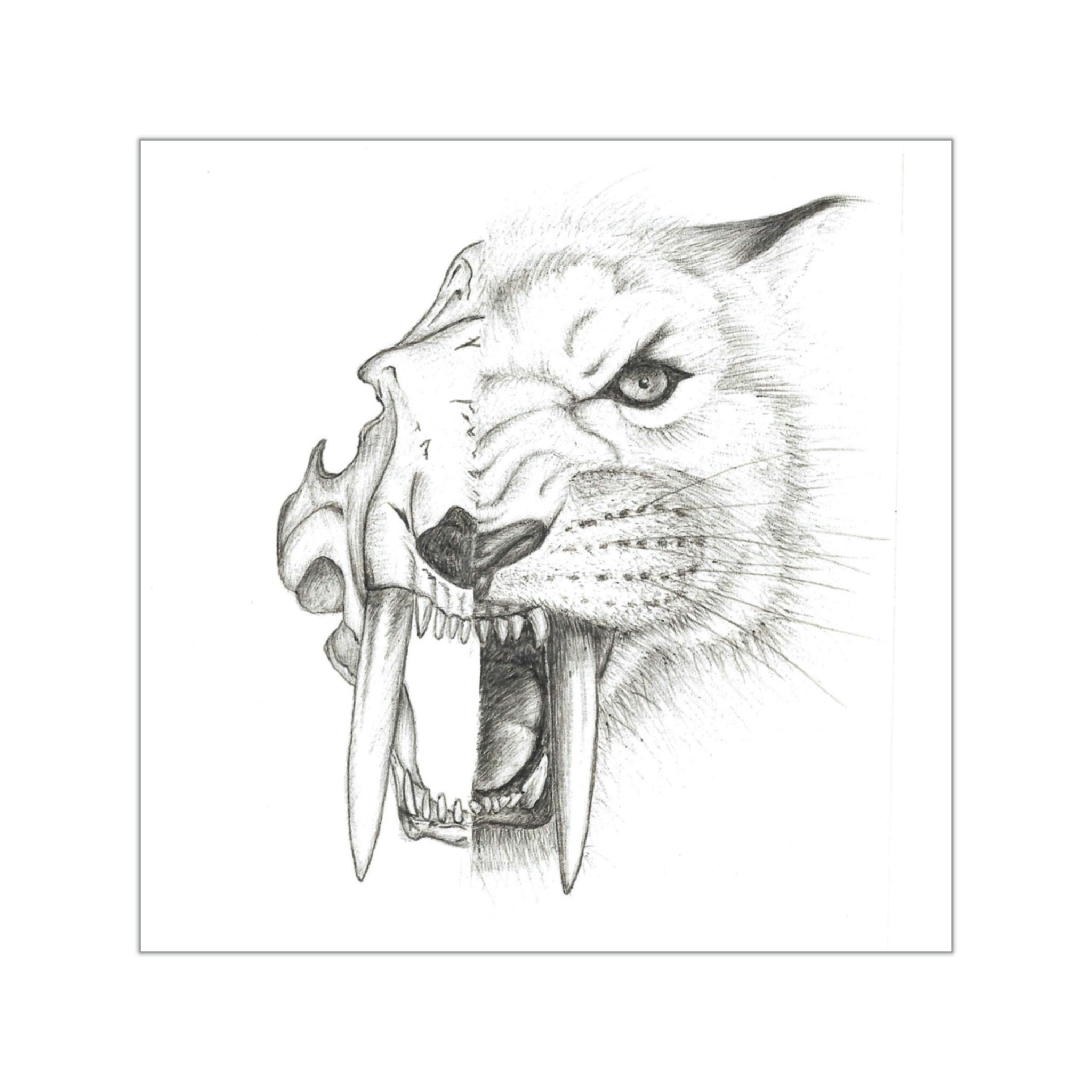 Saber Tooth Skull Sticker - Etsy