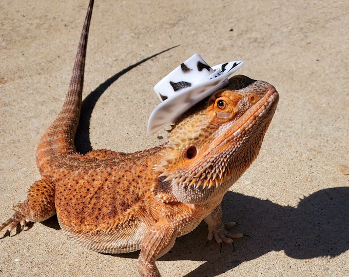 Dalmatian Cowboy Hat W/ Studded Band for Reptiles or Small Pets ...