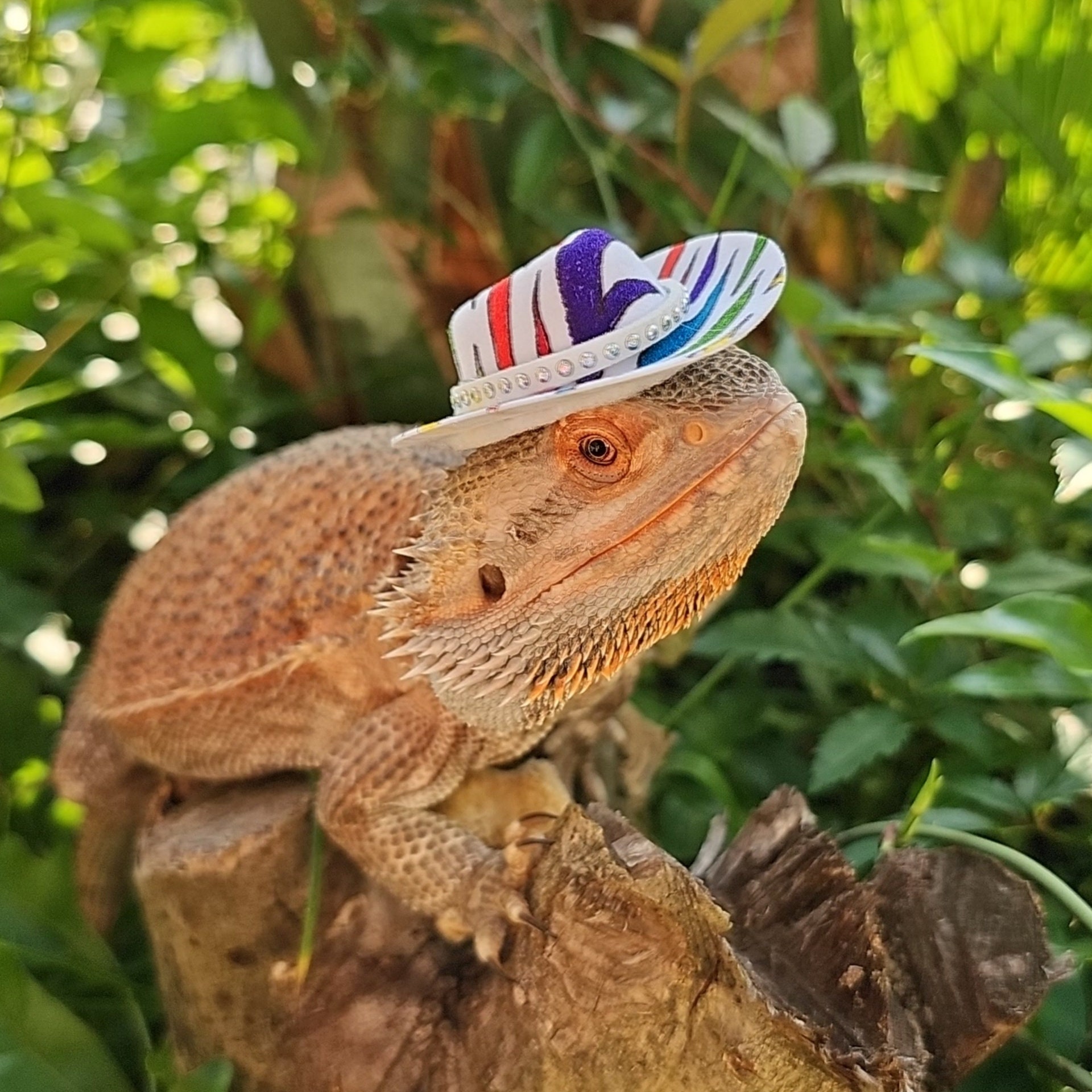 Zebra / White Tiger Cowboy Hat for Reptiles or Small Pets / - Etsy