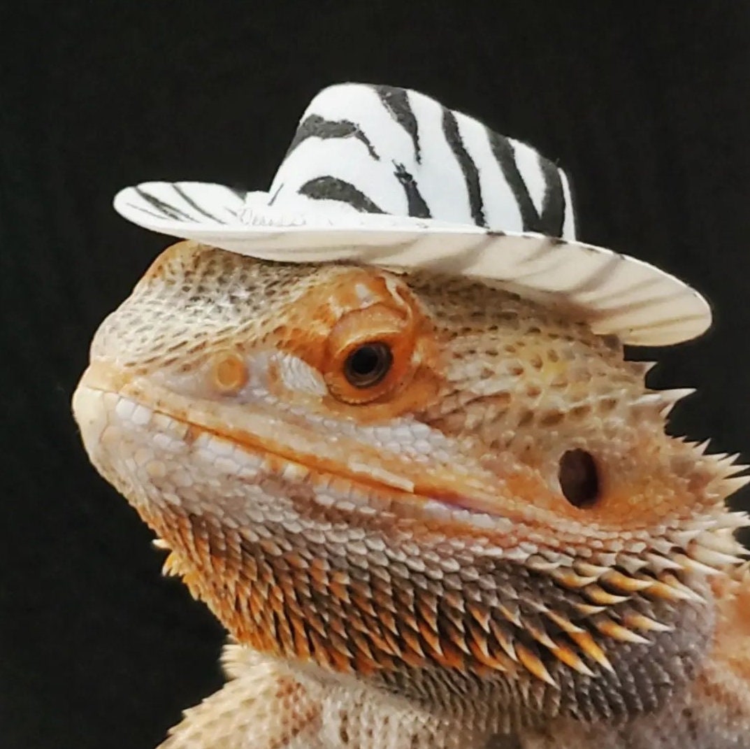 Zebra / White Tiger Cowboy Hat for Reptiles or Small Pets / - Etsy