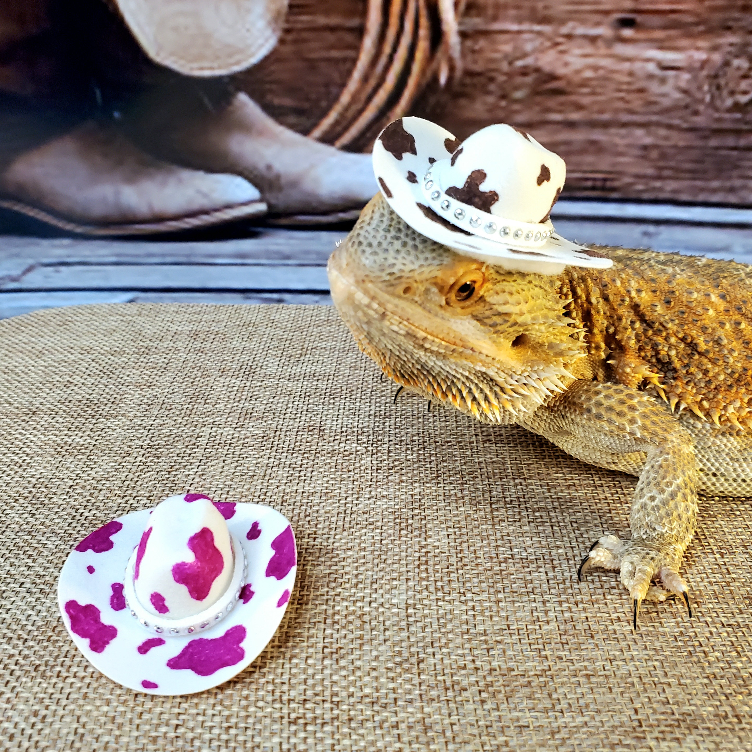 Cow Print Cowboy Hat for Reptiles or Small Pets / Bearded - Etsy