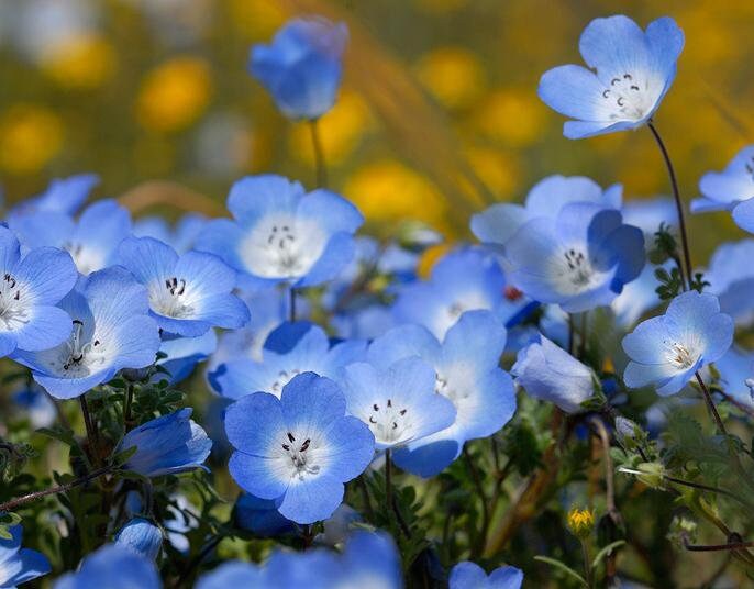 Baby Blue Eyes Nemophile 0.5 G/200 Seeds Nemophila | Etsy