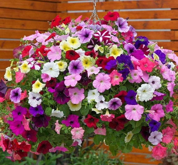 Combinaciones De Colores De Petunia