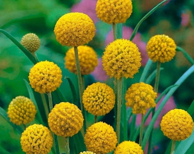 Craspedia Globosa Seeds: Billy Buttons, Drumstick Flowers (100 Seeds ...