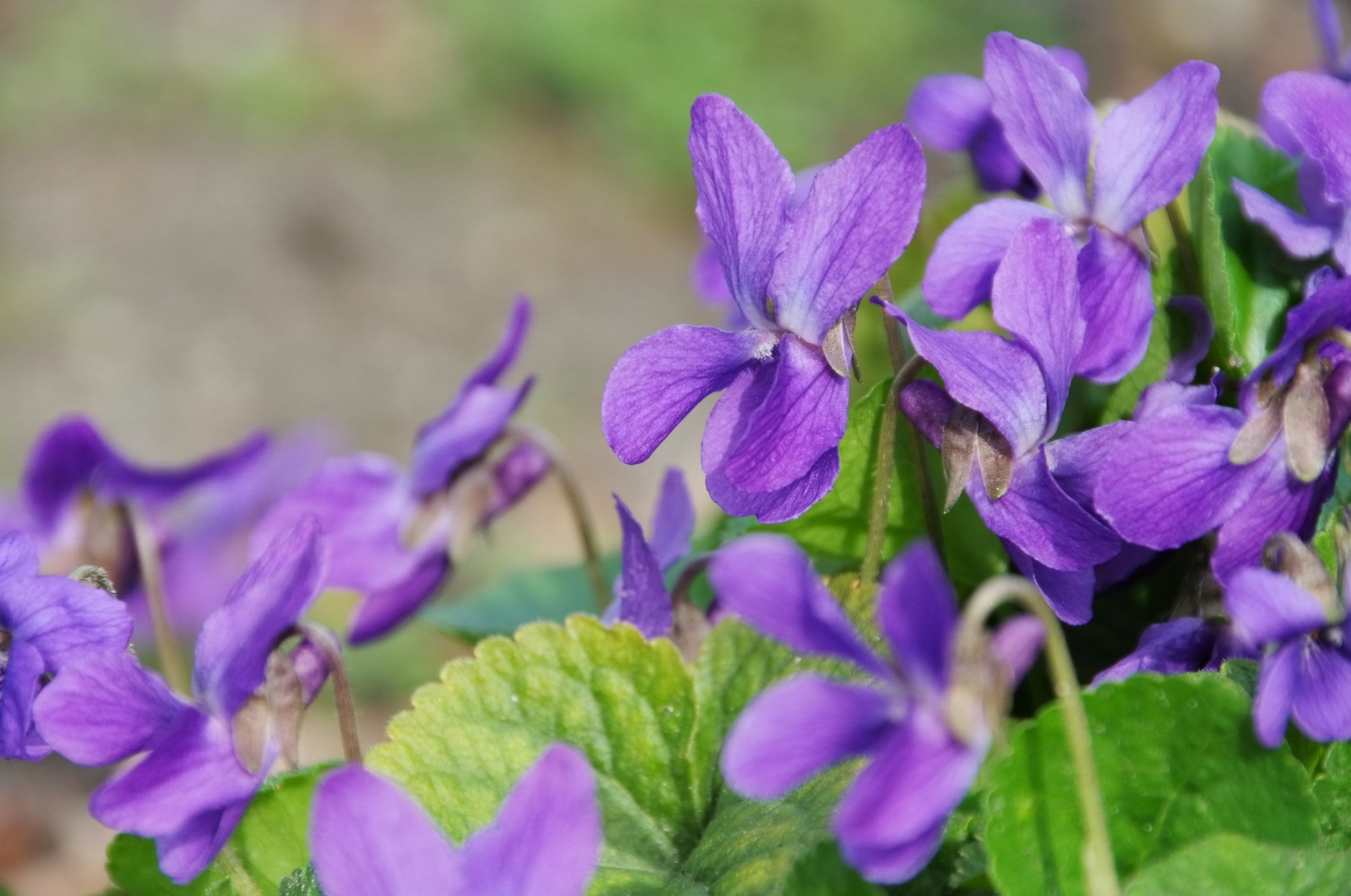 Waverly Sweet Violets for sale | Only 4 left at -70%