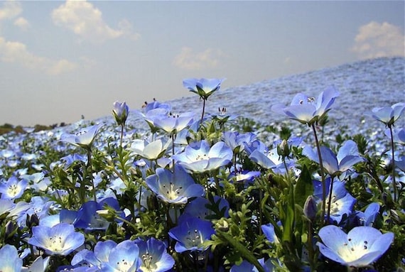 Baby Blue Eyes Nemophile 0.5 G/200 Seeds Nemophila | Etsy