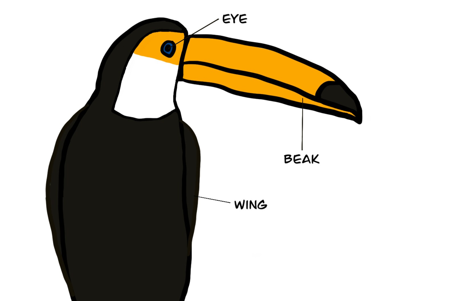 Toucan Anatomy Educational Printable | Etsy Australia