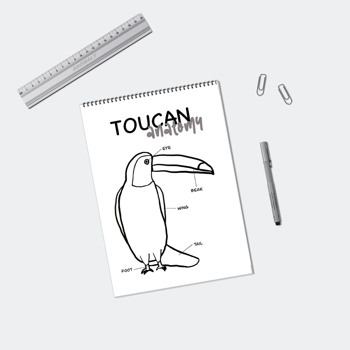 Toucan Anatomy Educational Printable | Etsy Australia