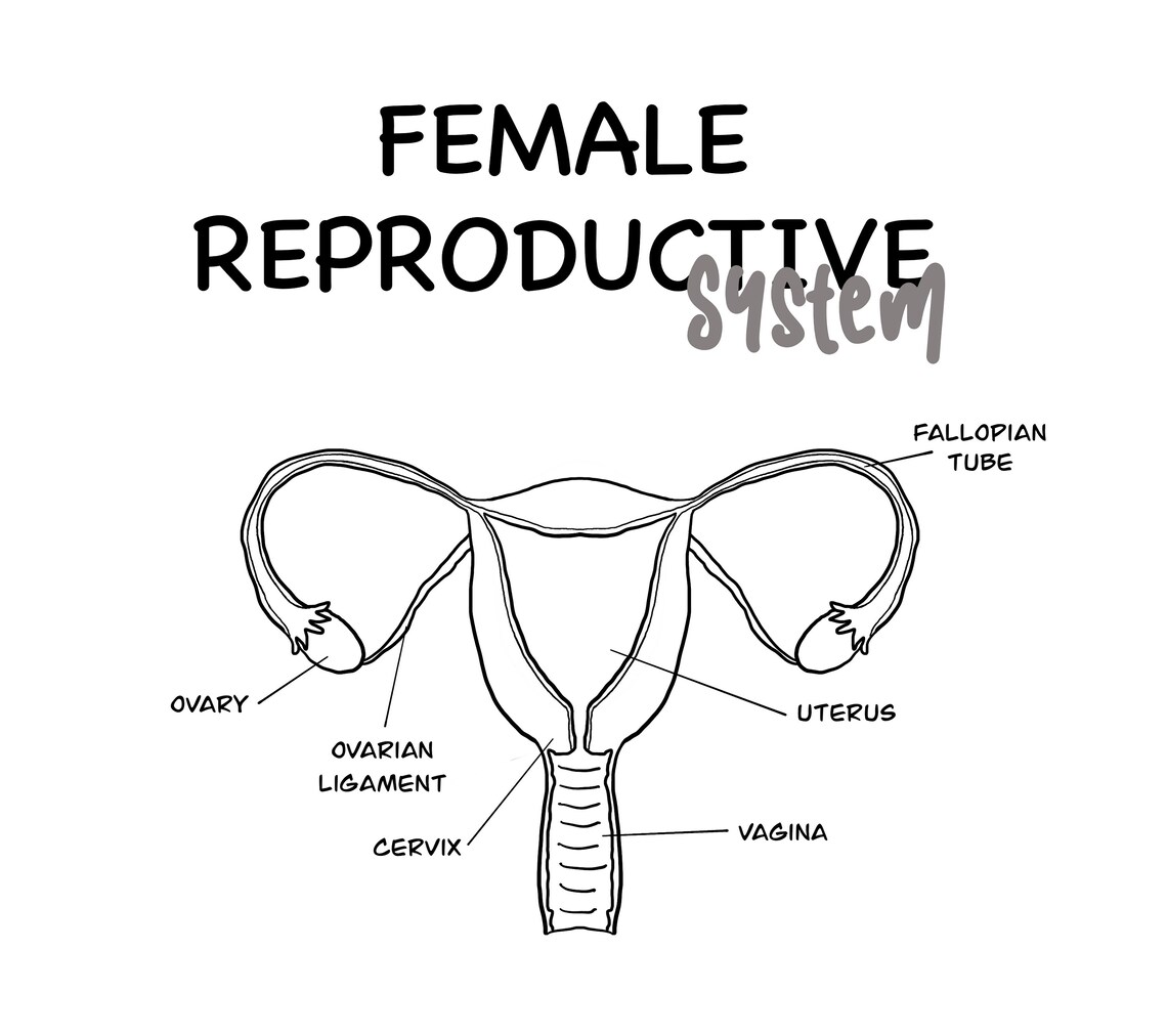 Female Reproductive System Educational Printable Etsy