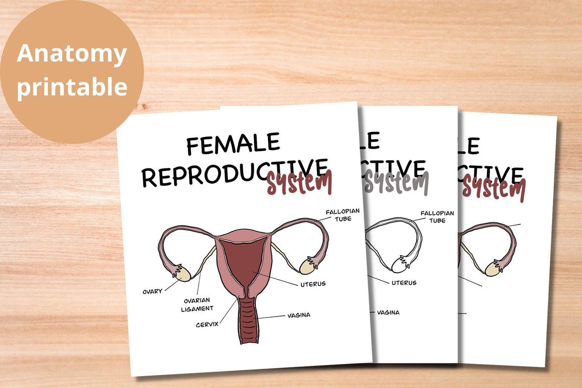 Female Reproductive System Educational Printable | Etsy