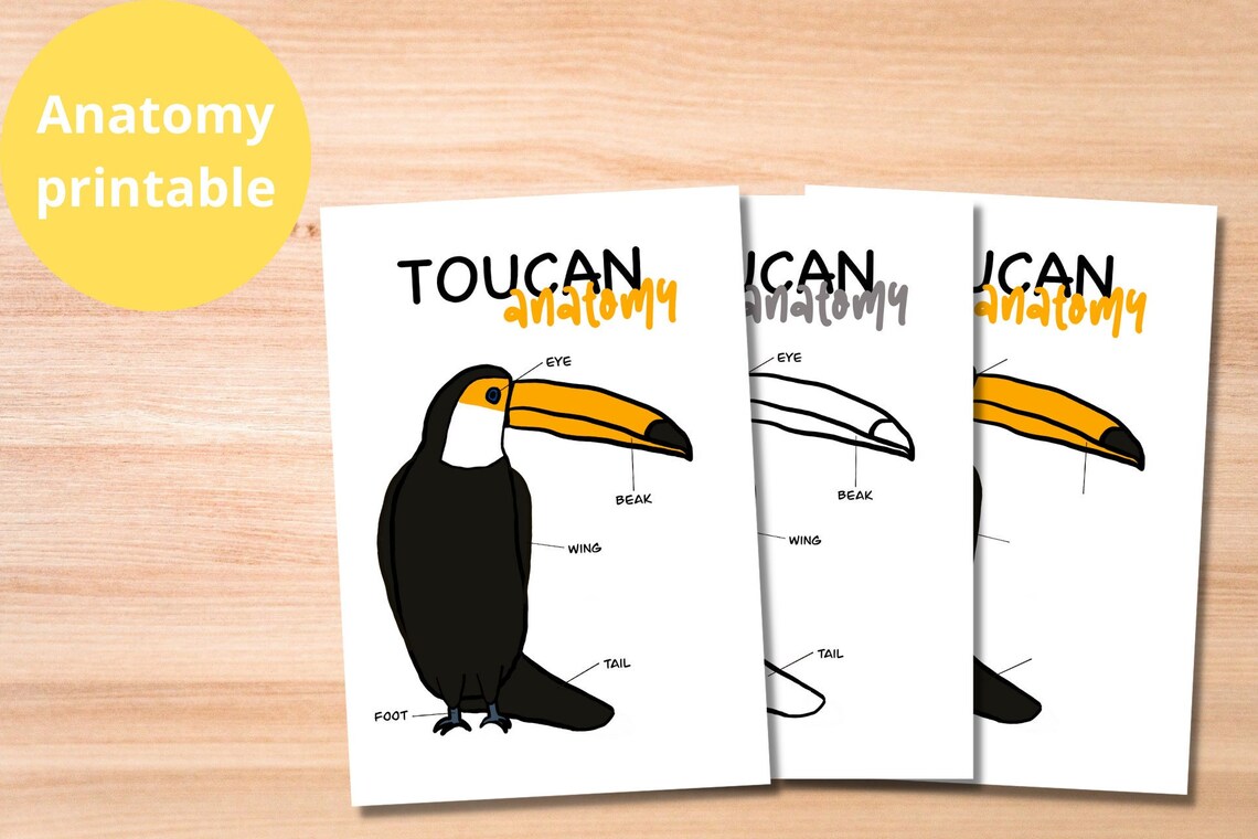 Toucan Anatomy Educational Printable | Etsy Australia