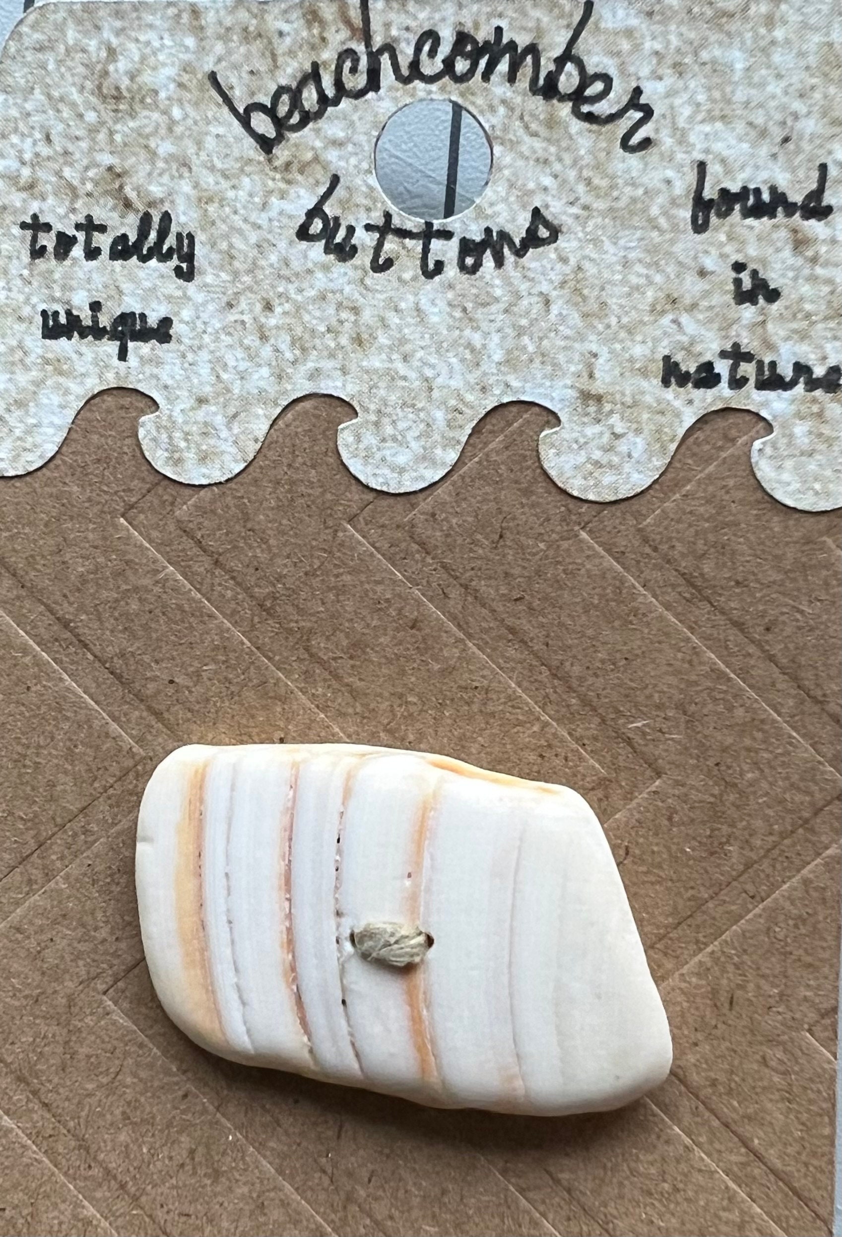 Beachcomber Buttons | Shells | Stones | Shark Teeth Roots | Coral ...